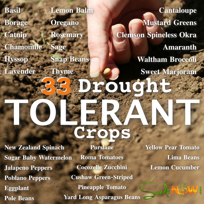 33 Drought Tolerant Crops For Dry or Hot Climates 🌱 SeedsNOW.com