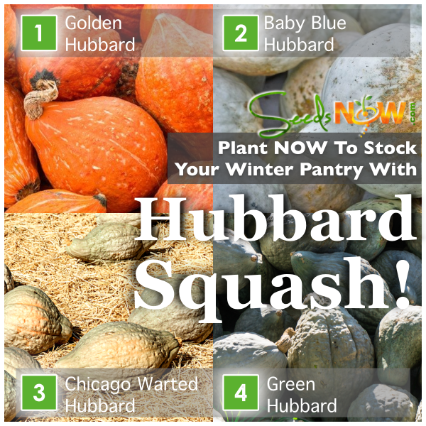 Plant These Hubbard Squash Varieties for a WELL-STOCKED Winter Pantry ...