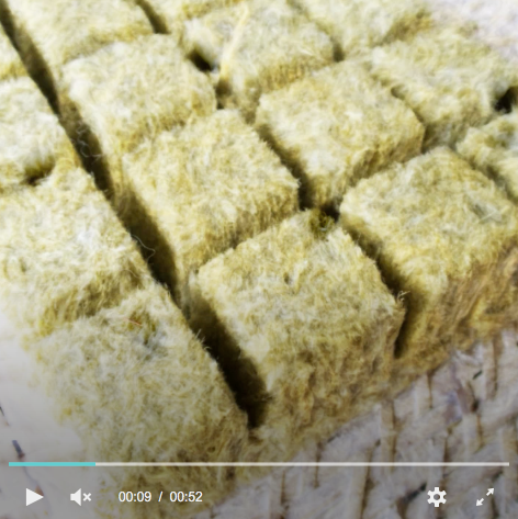 7 Tips For Using Rockwool To Start Your Seeds 🌱 SeedsNOW.com