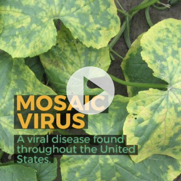 Learn How to Recognize and Prevent Mosaic Virus in Your Garden 🌱 ...