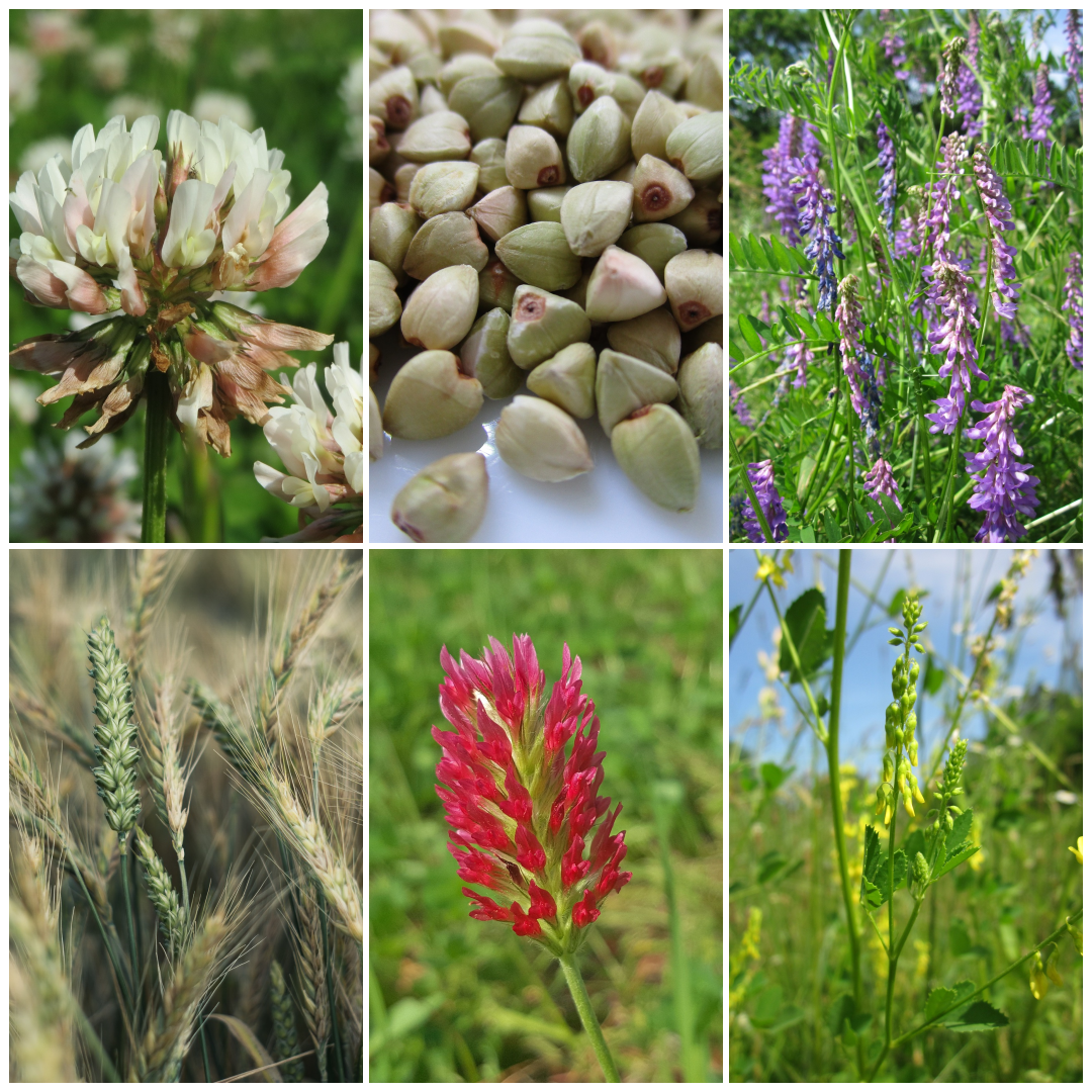 What Are COVER CROPS and Why Should I Plant Them in My Garden?? 🌱 ...