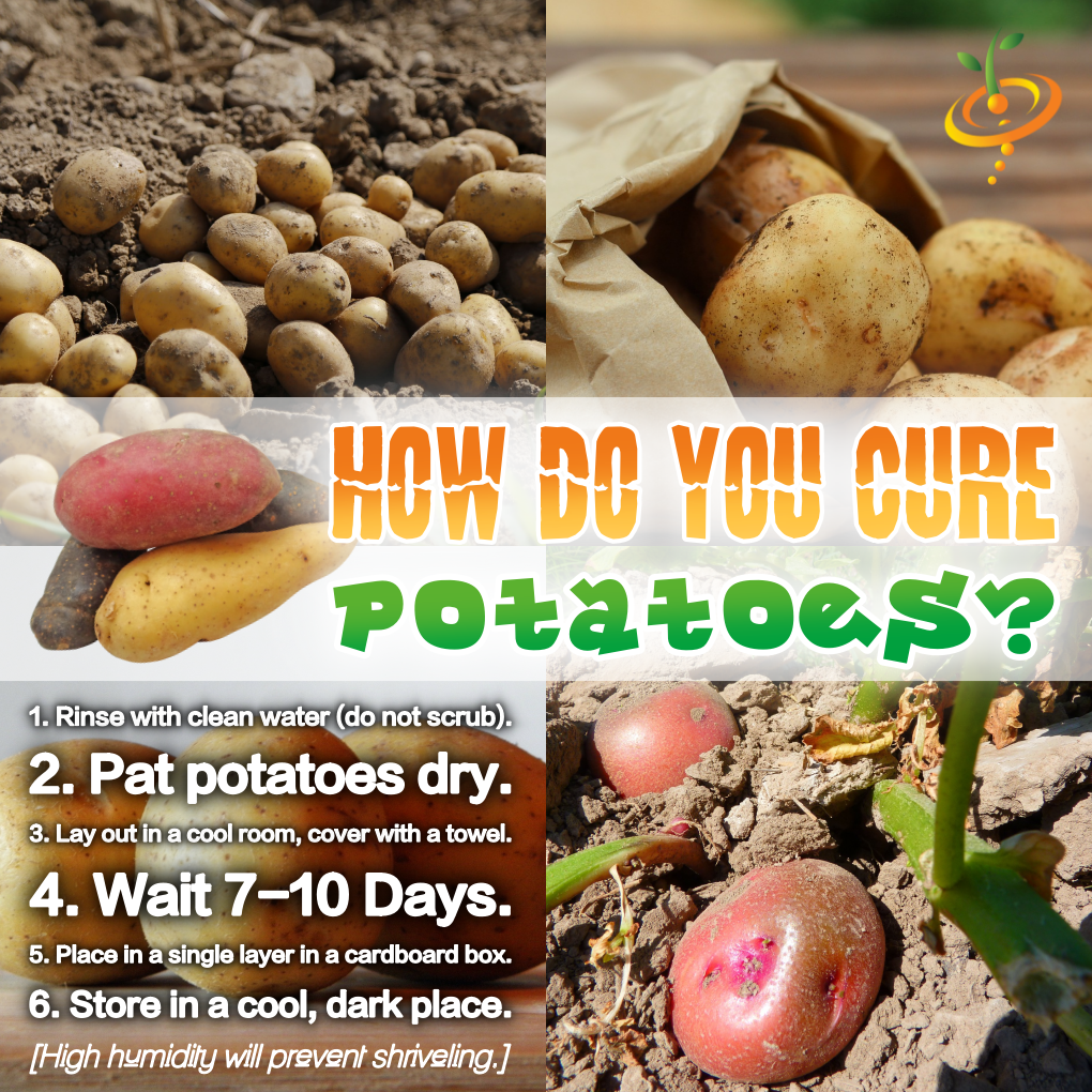How Do You Cure Potatoes? – SeedsNow.com