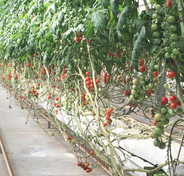 Meet @Farmer_Rudd! The Hydroponic Farmer in Charleston, South Carolina ...
