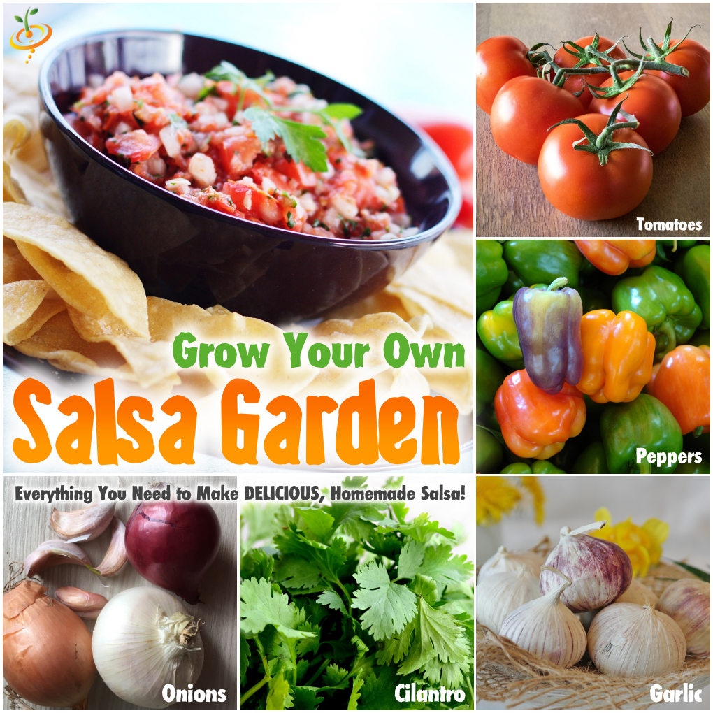 How to Grow Your Own Salsa Garden 🌱 SeedsNOW.com