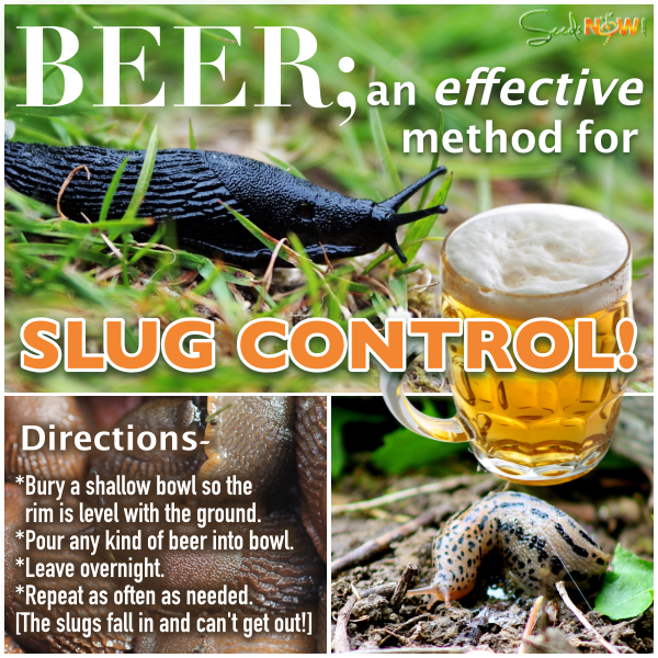 BEER; An Effective Method for Slug Control [Who Knew!?] 🌱 SeedsNOW.com