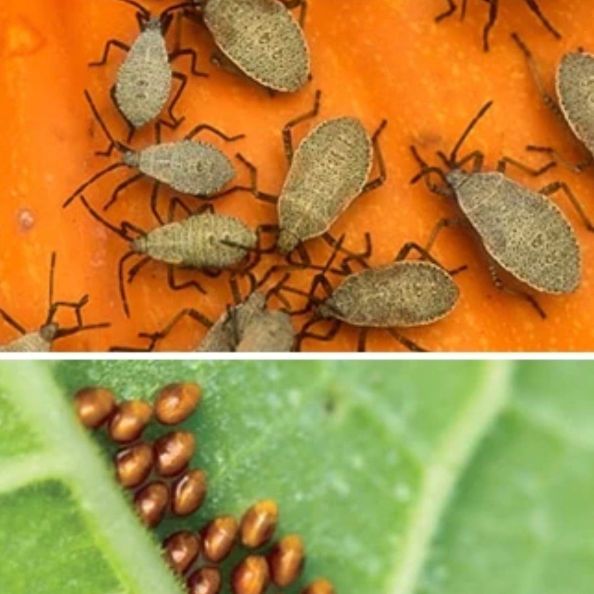 How to Deal with Squash Bugs 🪲 – SeedsNow.com