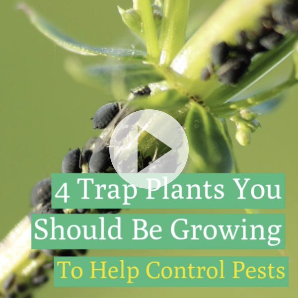 4 Trap Plants You Should Be Growing To Help Deter Pests 🌱 SeedsNOW.com