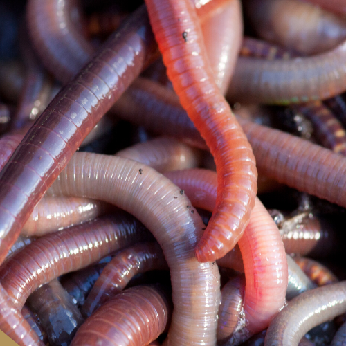 ALL ABOUT WORMS 🪱 🌱 SeedsNOW.com