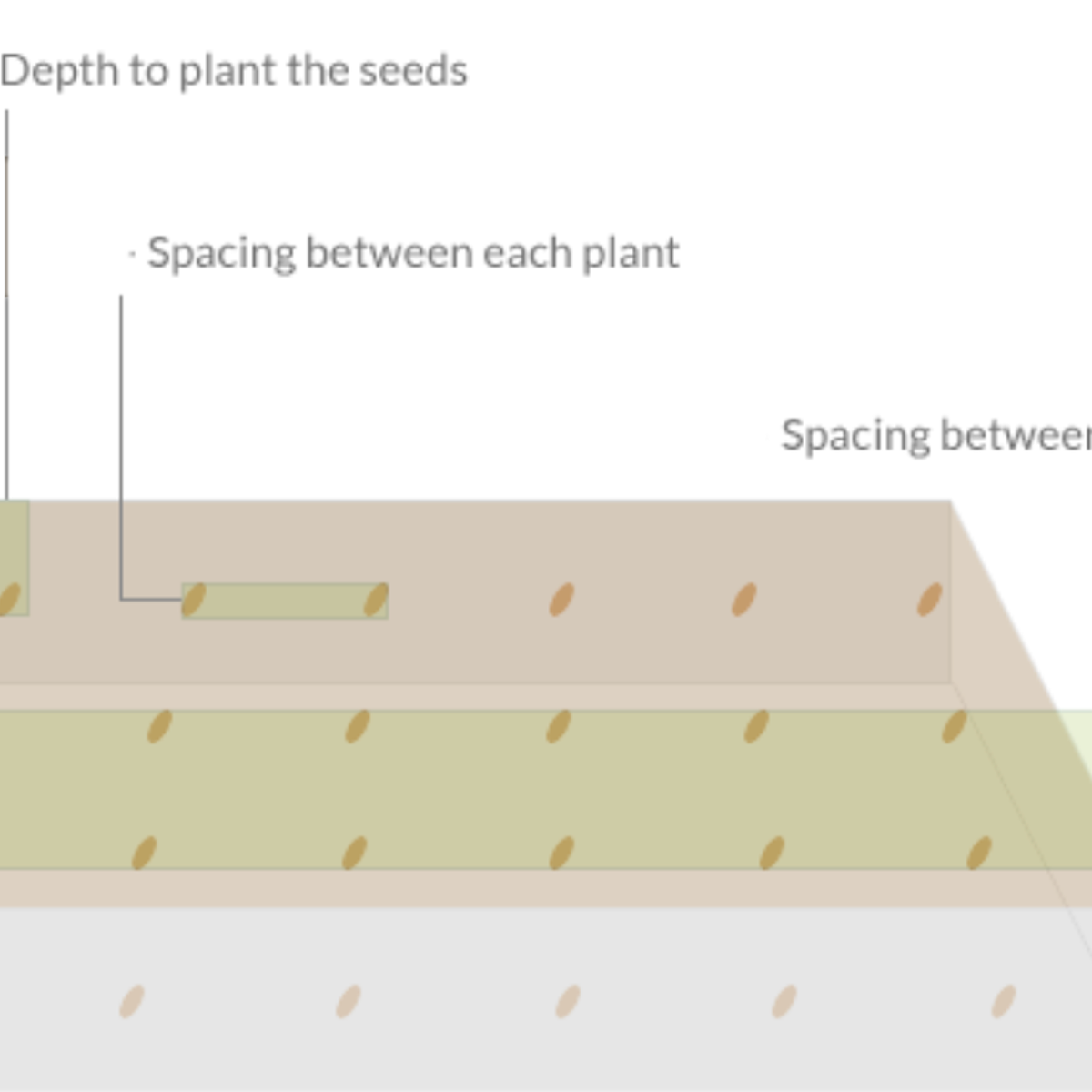Seed Planting & Spacing Guide (printable) – SeedsNow.com