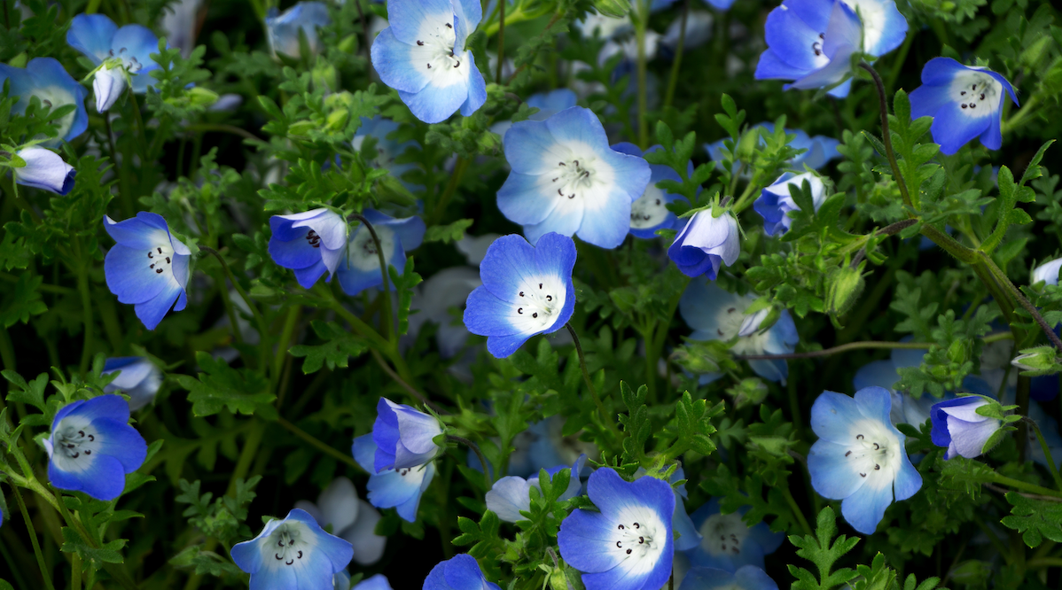 All Baby Blue Eyes (Nemophila menziesii) Flower Seeds – SeedsNow.com