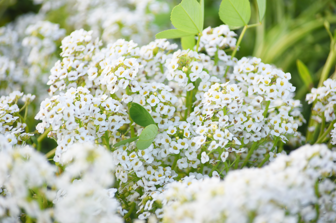 All Alyssum (Lobularia Maritima) Flower Seeds – SeedsNow.com