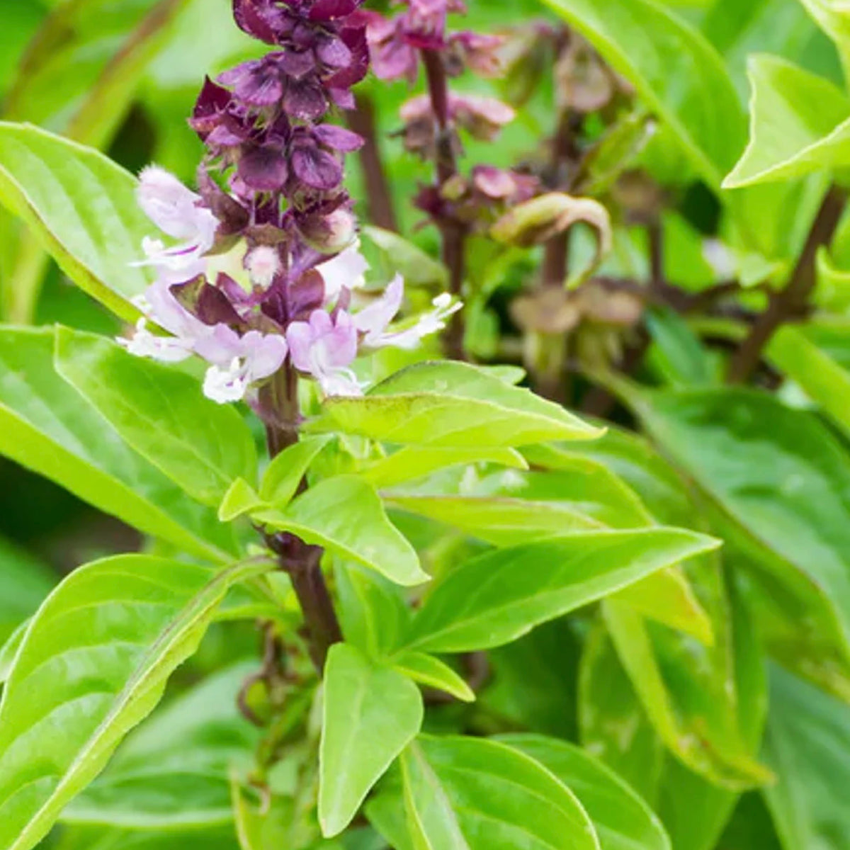 Buy Organic Heirloom Basil Seeds Online Now! – SeedsNow.com