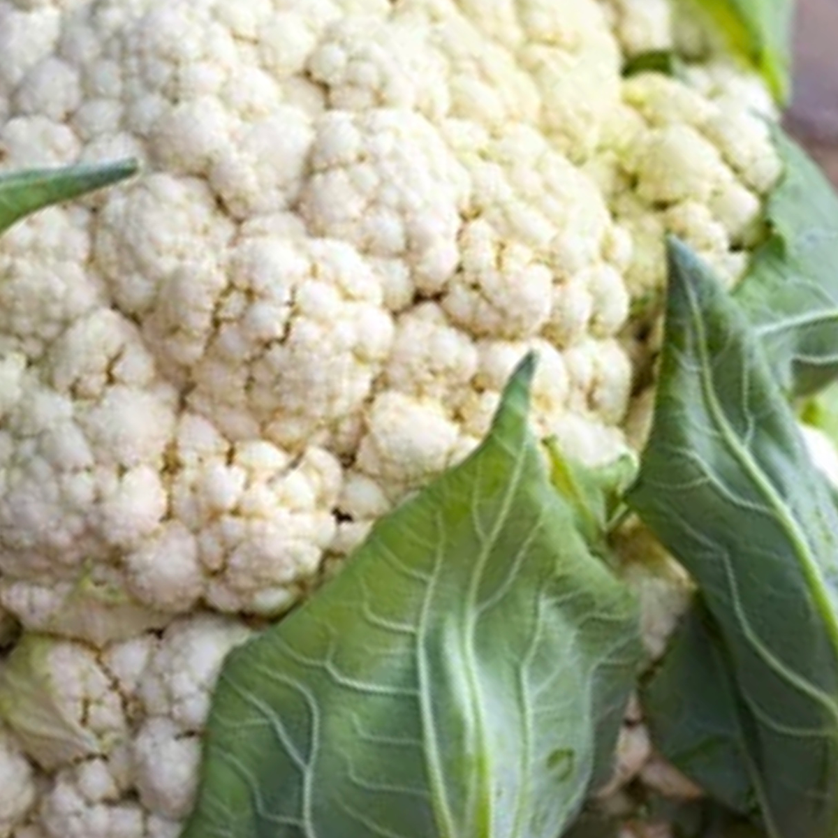 Order Organic Non-GMO Cauliflower Seeds Online - SeedsNow.com