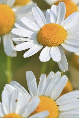 * THE SEED SHOP * 🌱 SeedsNOW.com