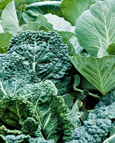 Buy Collard Greens Seeds Online - SeedsNow.com