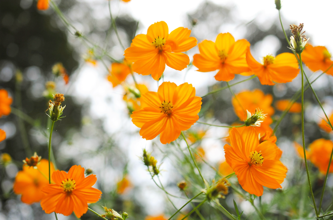 All Cosmos (Cosmos sulphureus) Flower Seeds – SeedsNow.com