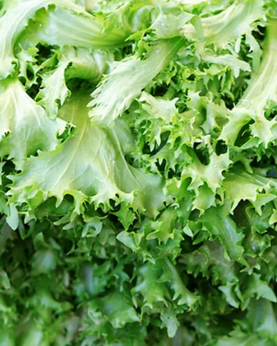 Buy Organic Non-GMO Endive Seeds Online – SeedsNow.com