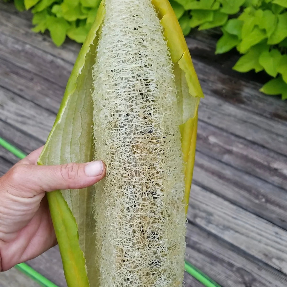 Buy Organic Non-GMO Heirloom Gourd Seeds Online – SeedsNow.com