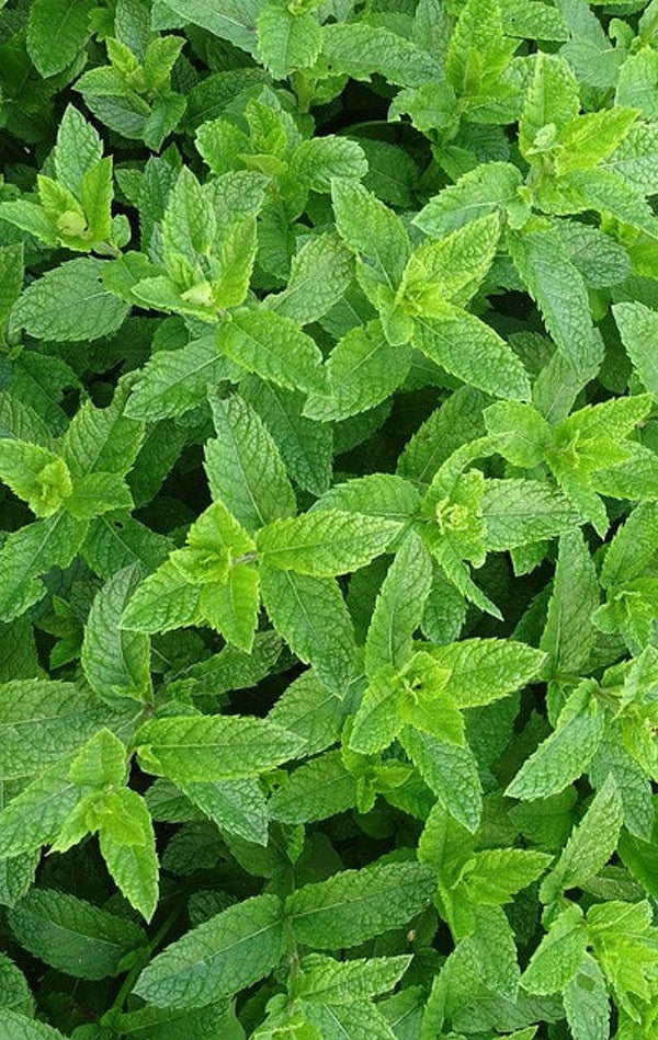 Buy Organic Mint Seeds Online Now! – SeedsNow.com