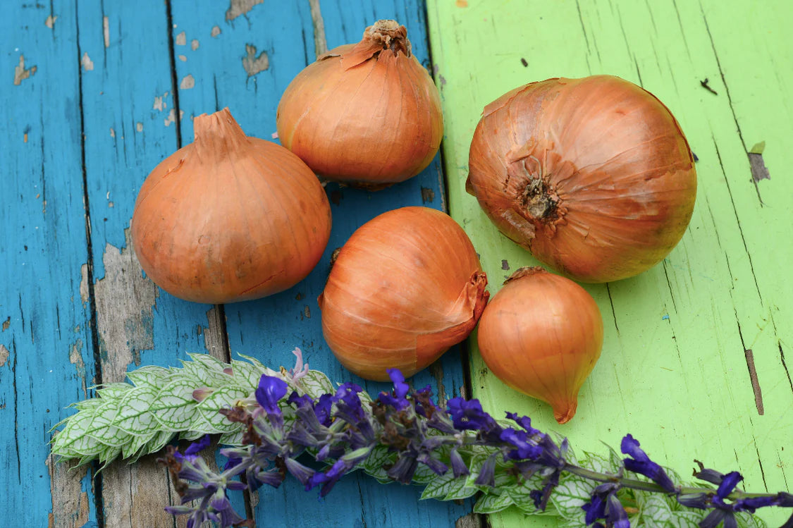 All Shallot Sets – SeedsNow.com