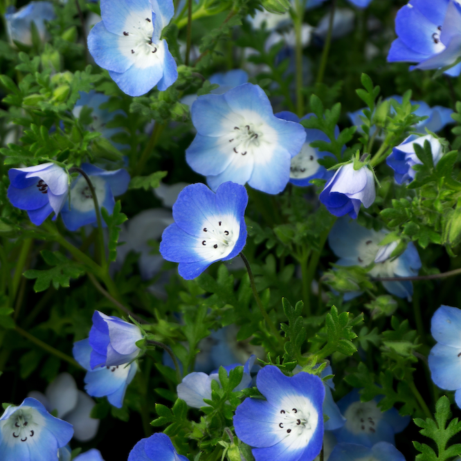 Baby Blue Eyes Flowers – SeedsNow.com