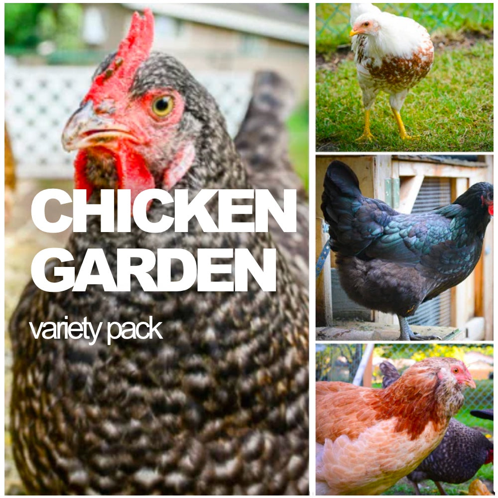 Buy All-in-One Chicken Garden Variety Pack - Source for organic NON-GMO ...