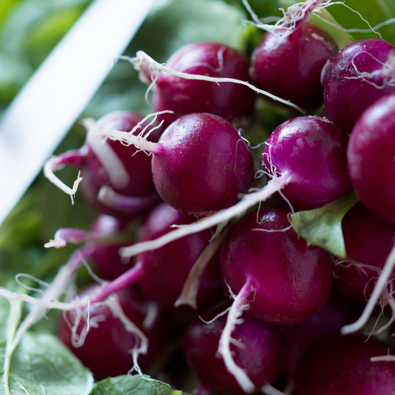 Radish - Beauty, Purple seeds – SeedsNow.com