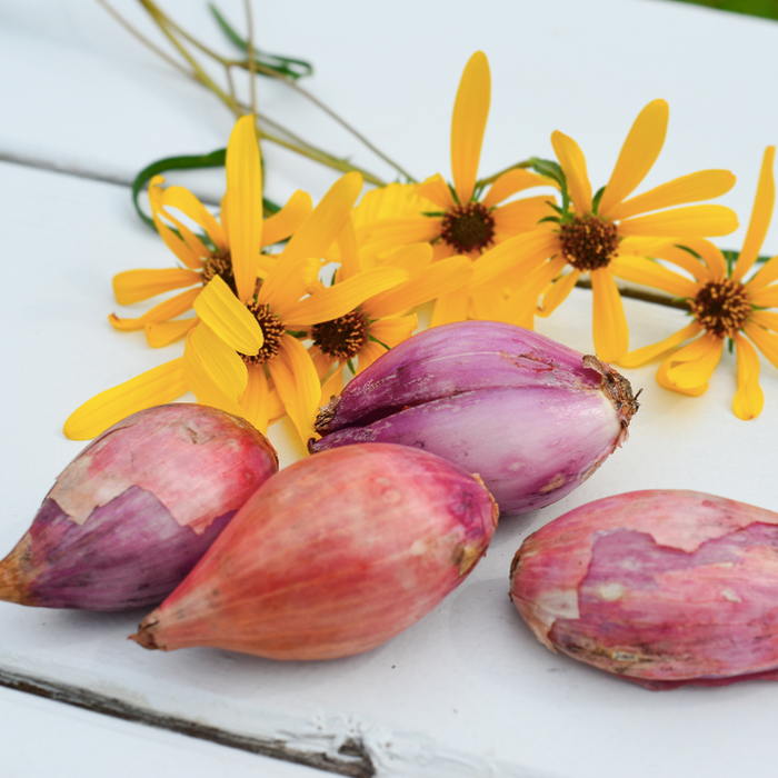 All Bulb Onion & Shallot Sets – SeedsNow.com
