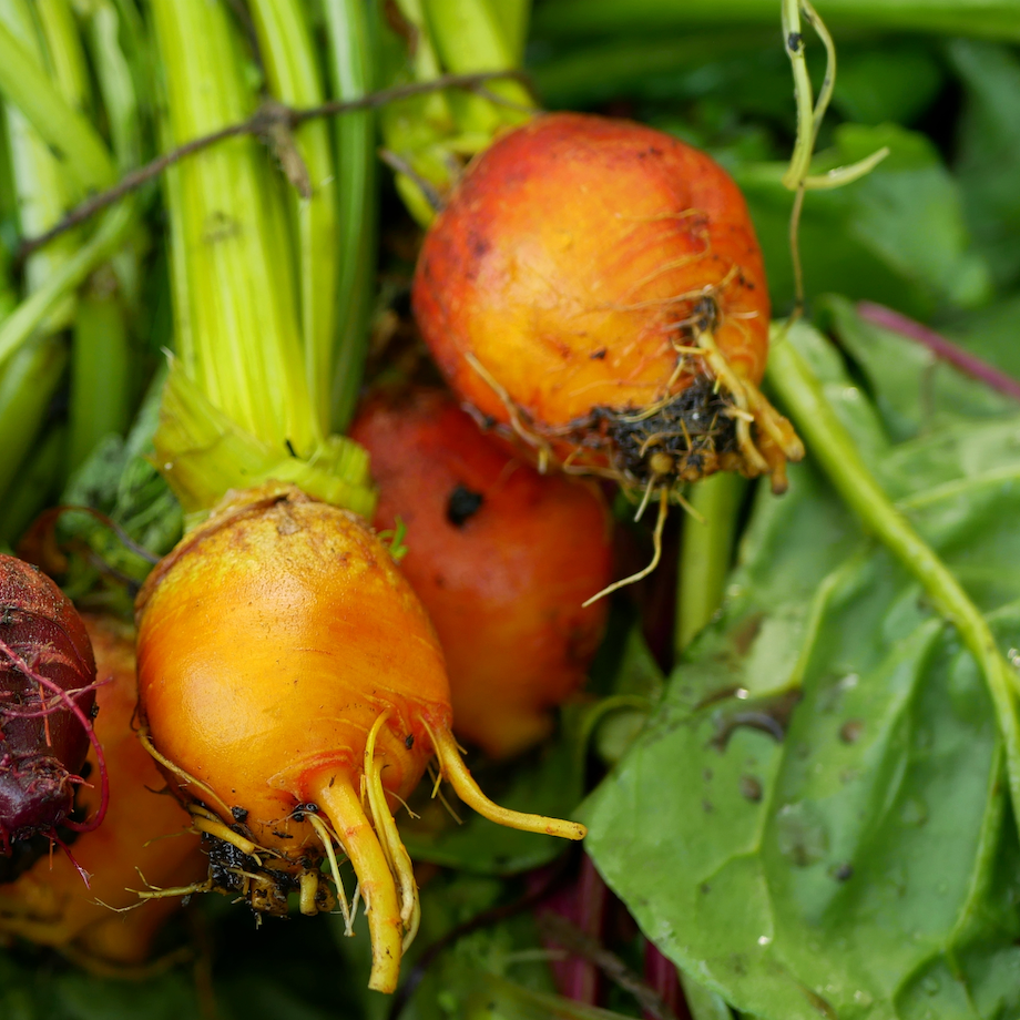 Beet - Burpee's Golden seeds – SeedsNow.com