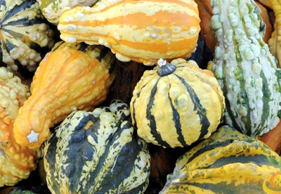 Buy High-Quality Organic Non-GMO Heirloom Seeds Online – SeedsNow.com