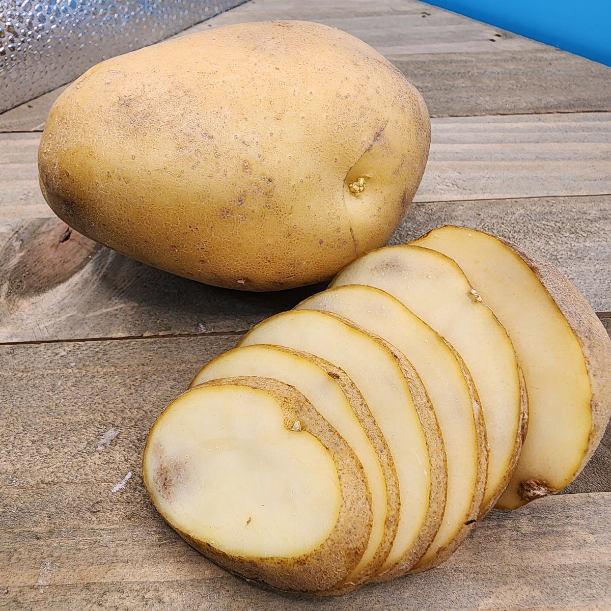 Potato (Mid-Season) - Kennebec (Organic rounds) *pre-order* – SeedsNow.com