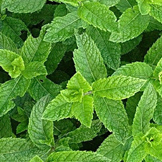 Buy Organic Mint Seeds Online Now! – SeedsNow.com