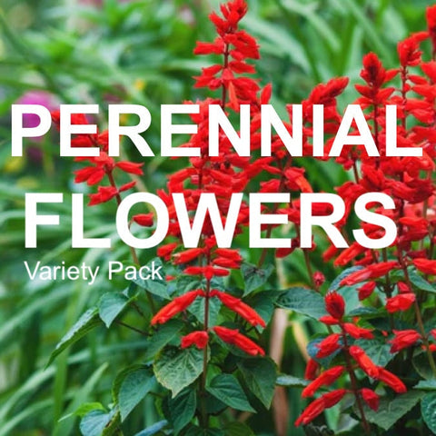 Perennial Flower Garden Variety Pack for Lasting Garden Beauty ...