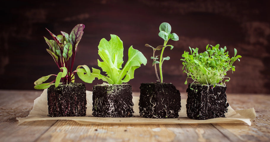 ALL-in-ONE MEGA Seed Bank – SeedsNow.com