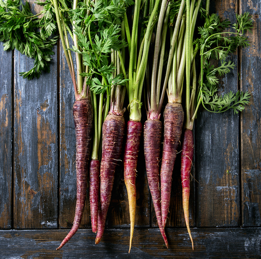 Buy Organic non-GMO Carrot Seeds Online - SeedsNow.com