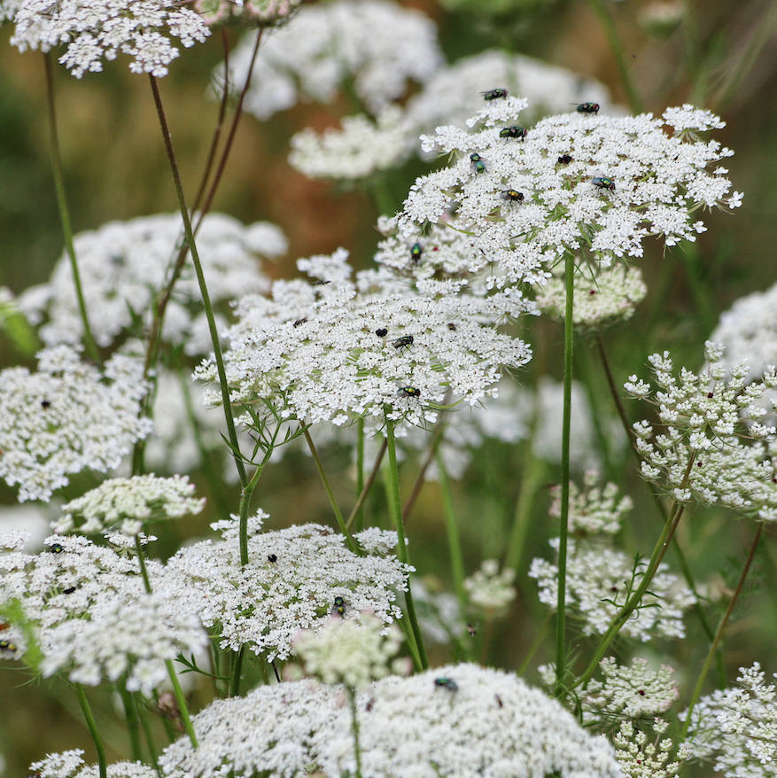 Queen Anne's Lace Flower seeds – SeedsNow.com