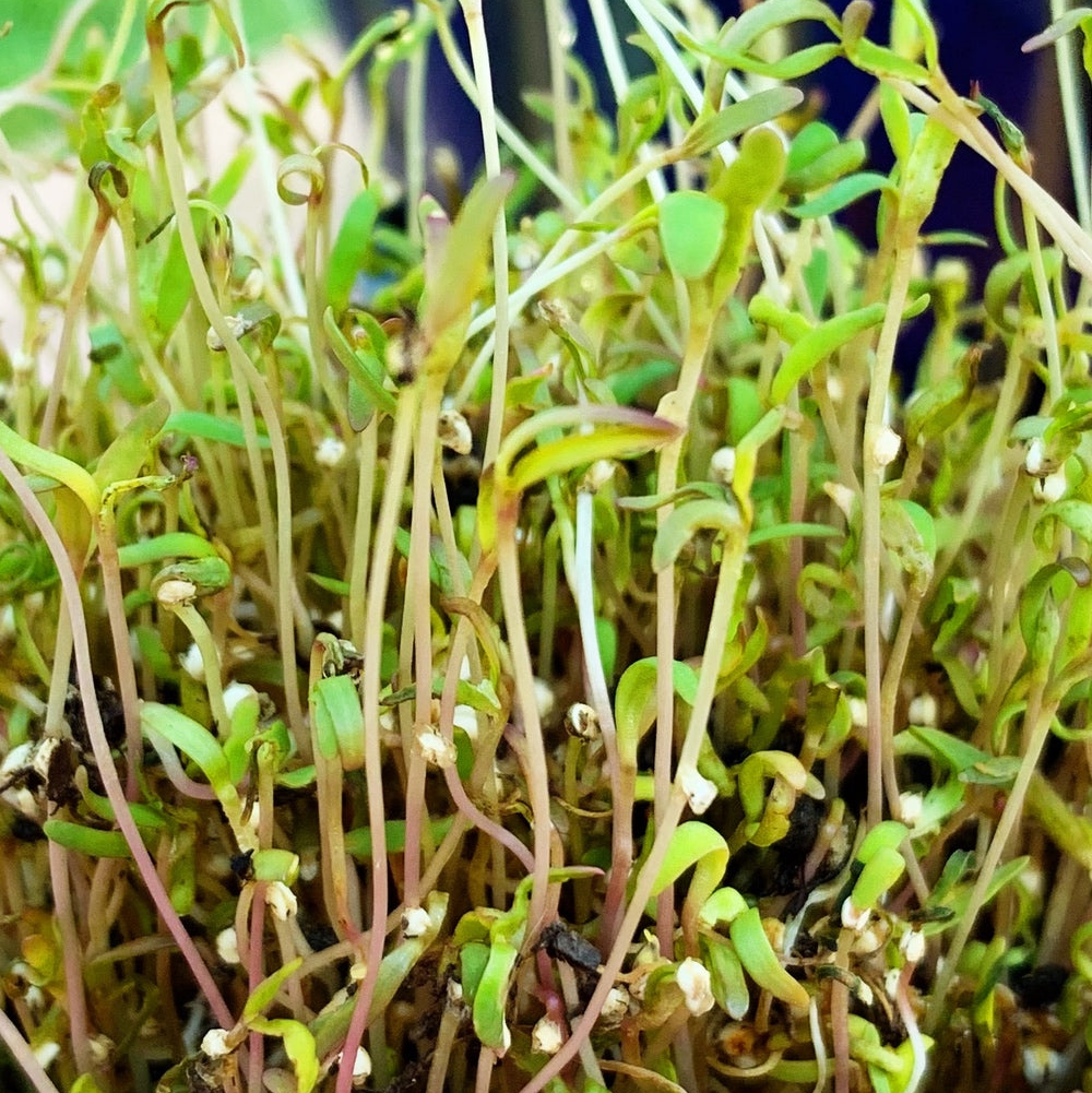 Sprouts/Microgreens - Quinoa seeds – SeedsNow.com