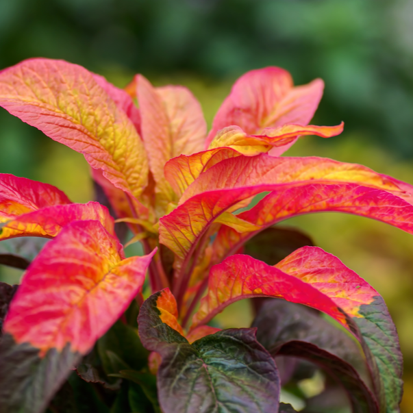 Amaranth - Red Garnet – SeedsNow.com