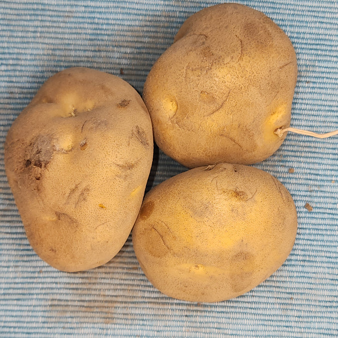 Potato (Late-Season) - Yellow Finn (Organic rounds) *pre-order ...