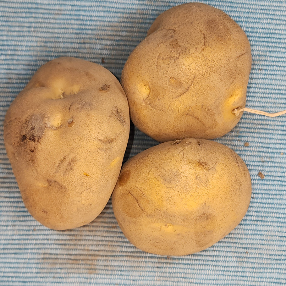 Potato (Late-Season) - Yellow Finn (Organic rounds) *pre-order ...