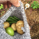 Buy Potato (Late-Season) - Yellow Finn (Organic/Heirloom)! #1 Online ...