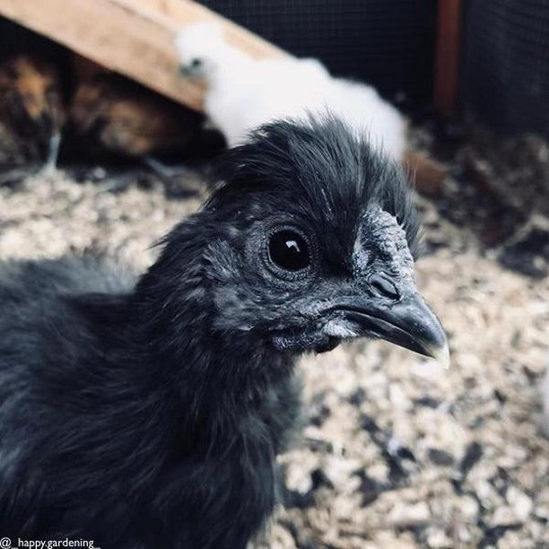 Buy All-in-One Chicken Garden Variety Pack - Source for organic NON-GMO ...