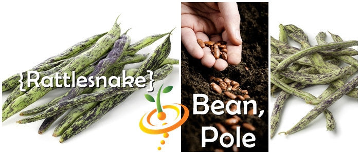 Shop Bean, Pole - Rattlesnake NOW! - Buy organic non-gmo heirloom seeds 🌱 SeedsNOW.com