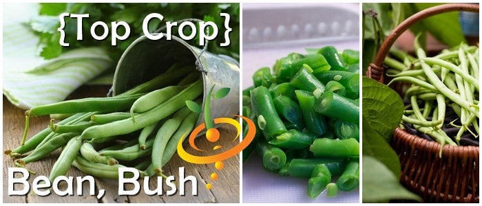 non-GMO Bean, Bush - Top Crop seeds! SeedsNOW.com