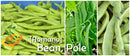 Shop Bean, Pole - Romano seeds + FREE Shipping! 🌱 SeedsNOW.com