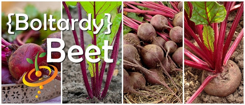 Beet - Boltardy seeds – SeedsNow.com
