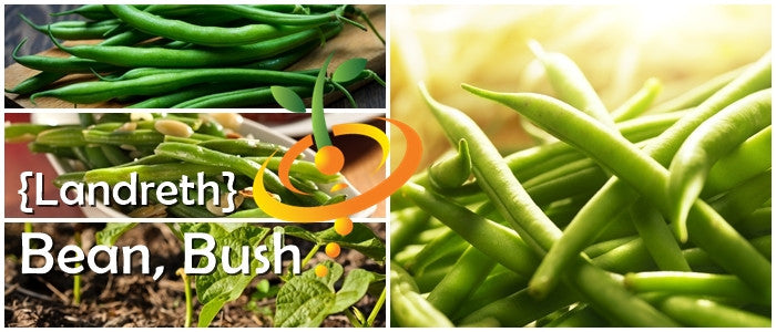 Buy Bean, Bush - Landreth - Source for organic NON-GMO heirloom seeds ...