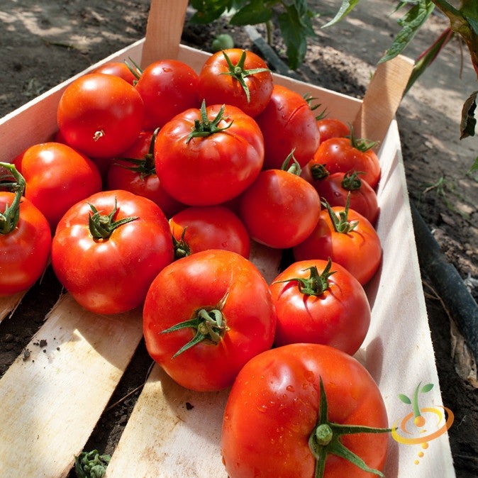 Buy Organic Heirloom non-GMO Tomato Seeds Online Now! – SeedsNow.com