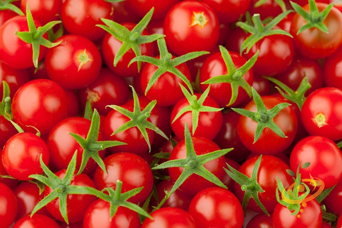 Tomato - Tiny Tim (Determinate) – SeedsNow.com