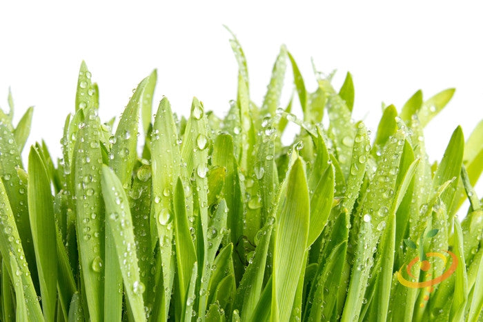 Sprouts/Microgreens - Barley Grass – SeedsNow.com